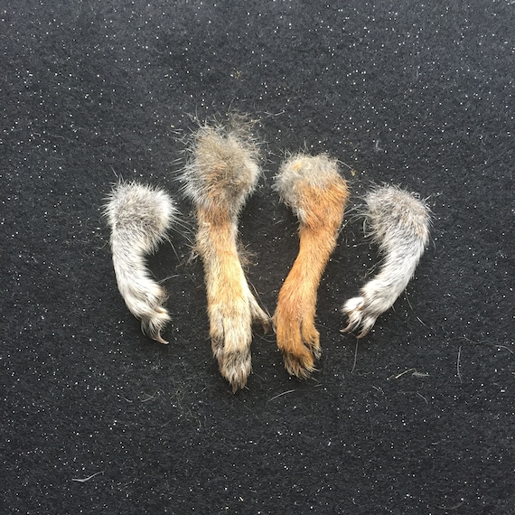 Four Squirrel Feet for Craft Work - Etsy Australia