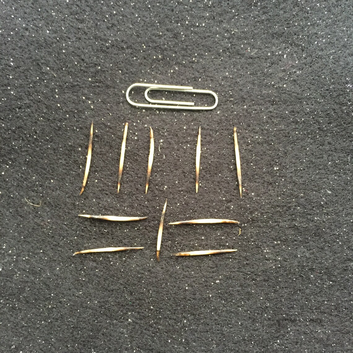 Ten Hedgehog Quills - Etsy