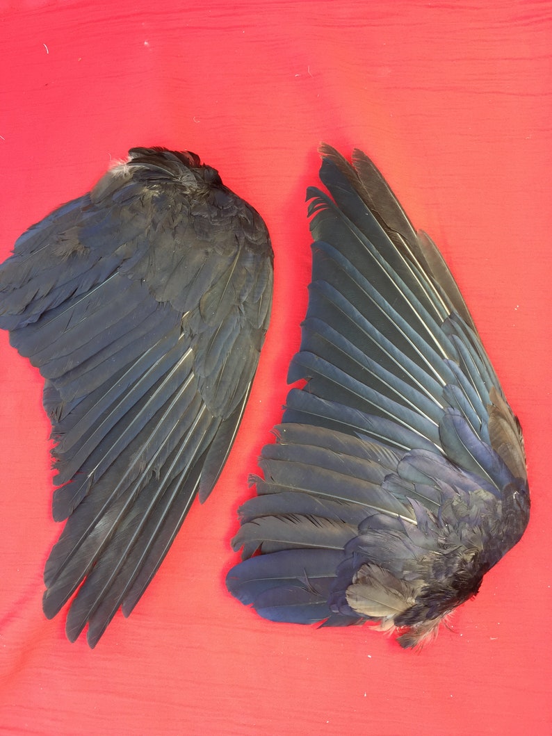 A pair of English Carrion Crow wings suitable for craft | Etsy