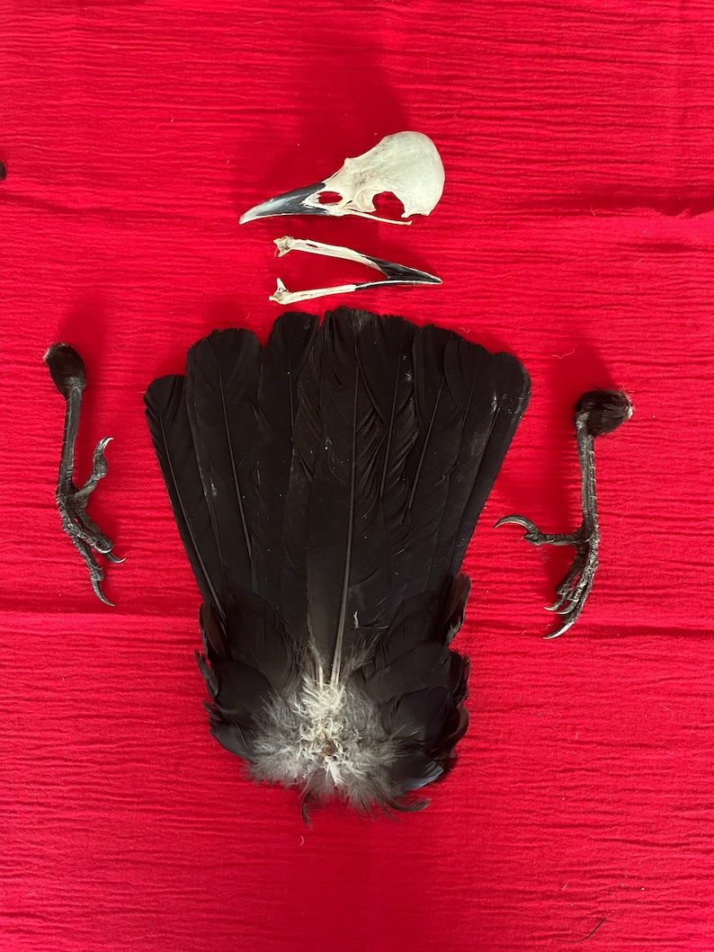 Crow Skull Feathers Bird Feet Wings Corvid Real Bones - Etsy