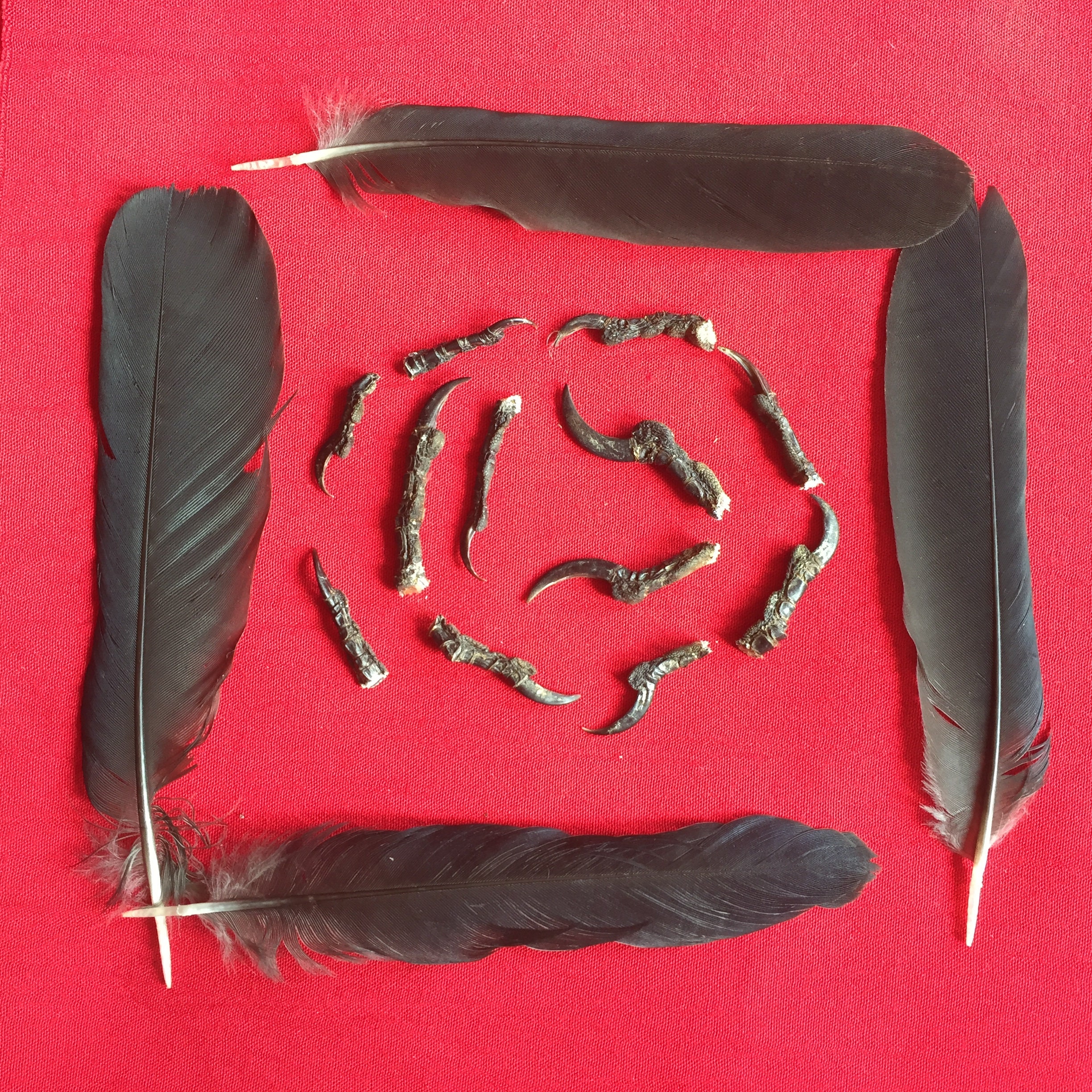 Twelve Real Crow Claws for Crafting | Etsy