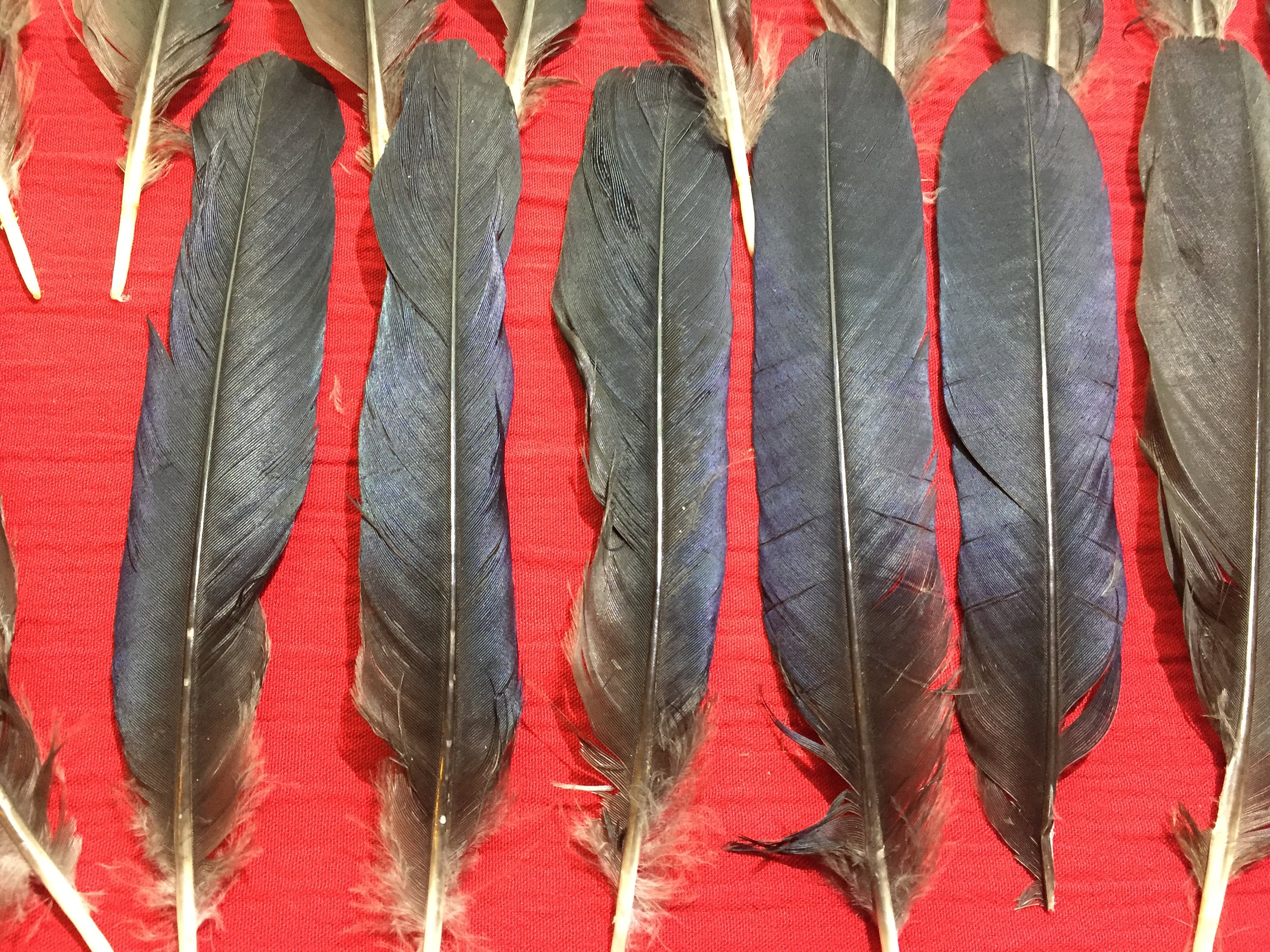 20 Large English Crow Tail Feathers - Etsy