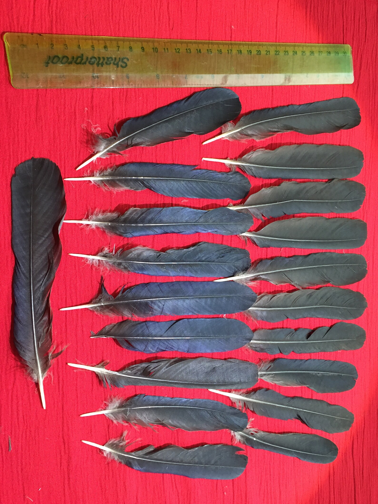 20 Large English Crow Tail Feathers | Etsy