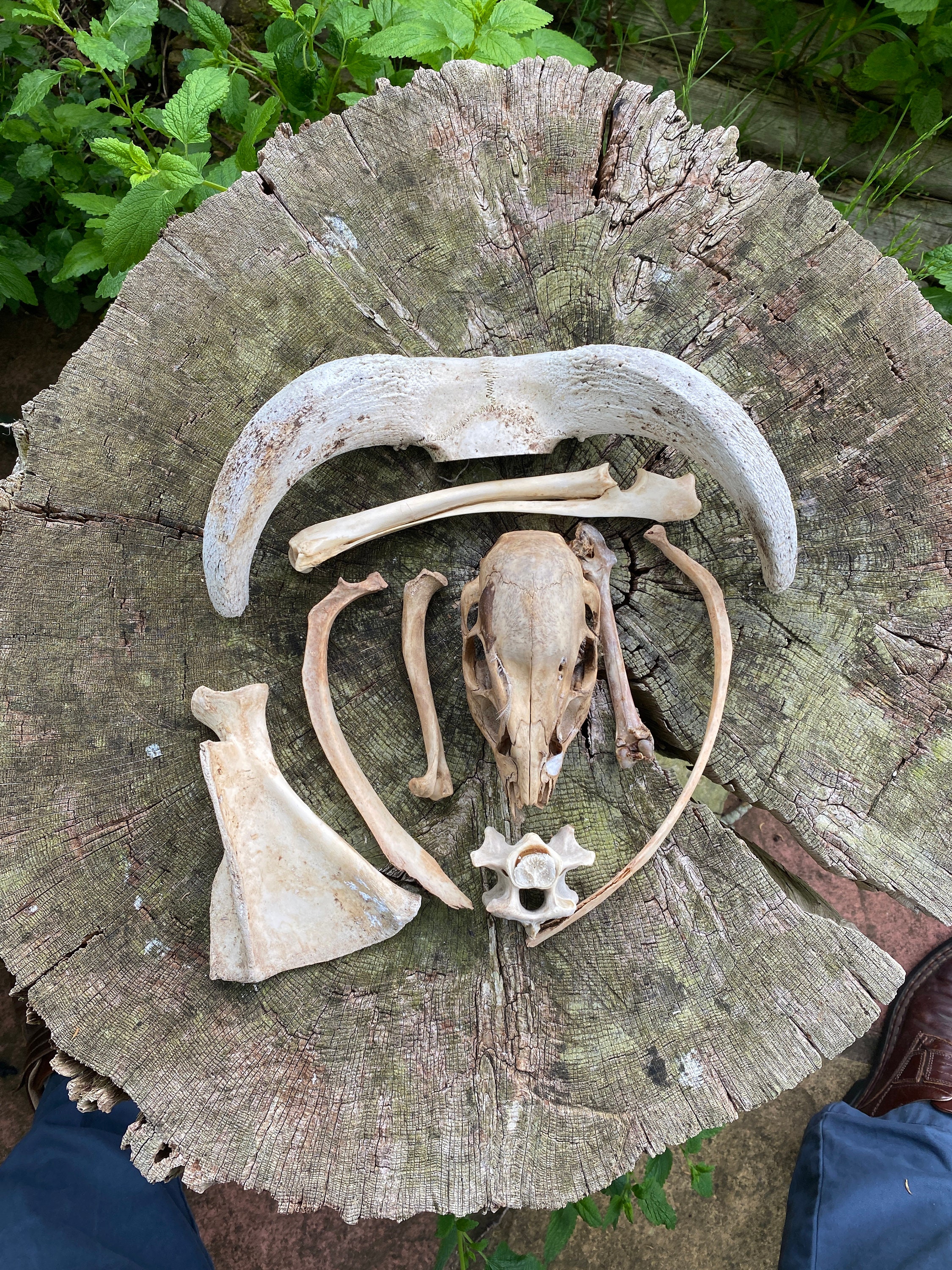 Muntjac Deer Skull 7093