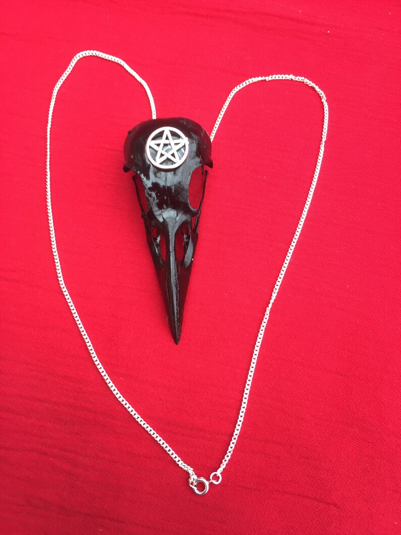 Real Crow Skull Pentagram Bones - Etsy