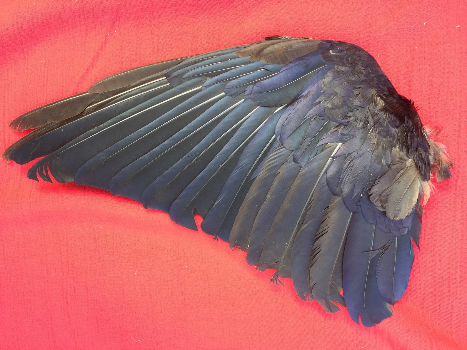 A Pair of English Carrion Crow Wings Suitable for Craft - Etsy