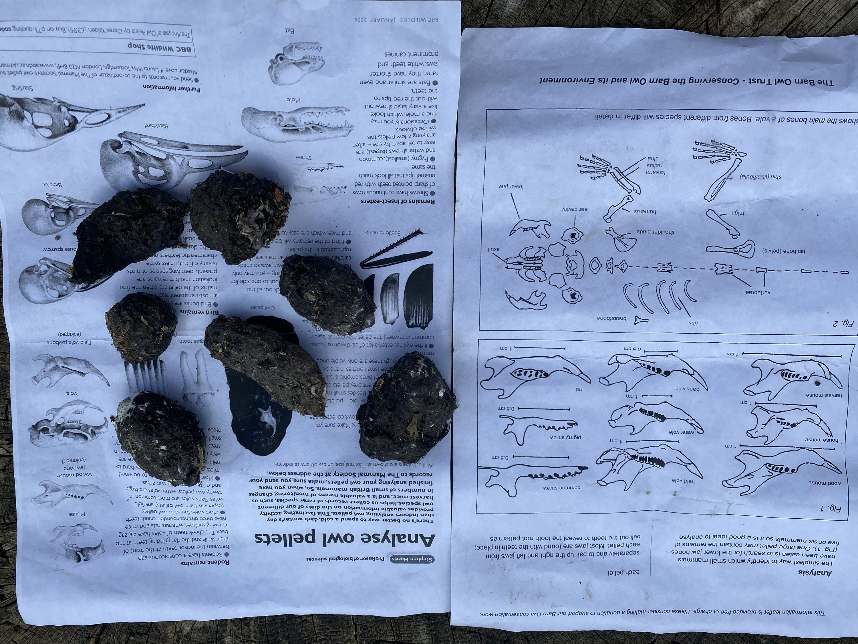 Three English Barn Owl Pellets With Instructions for - Etsy