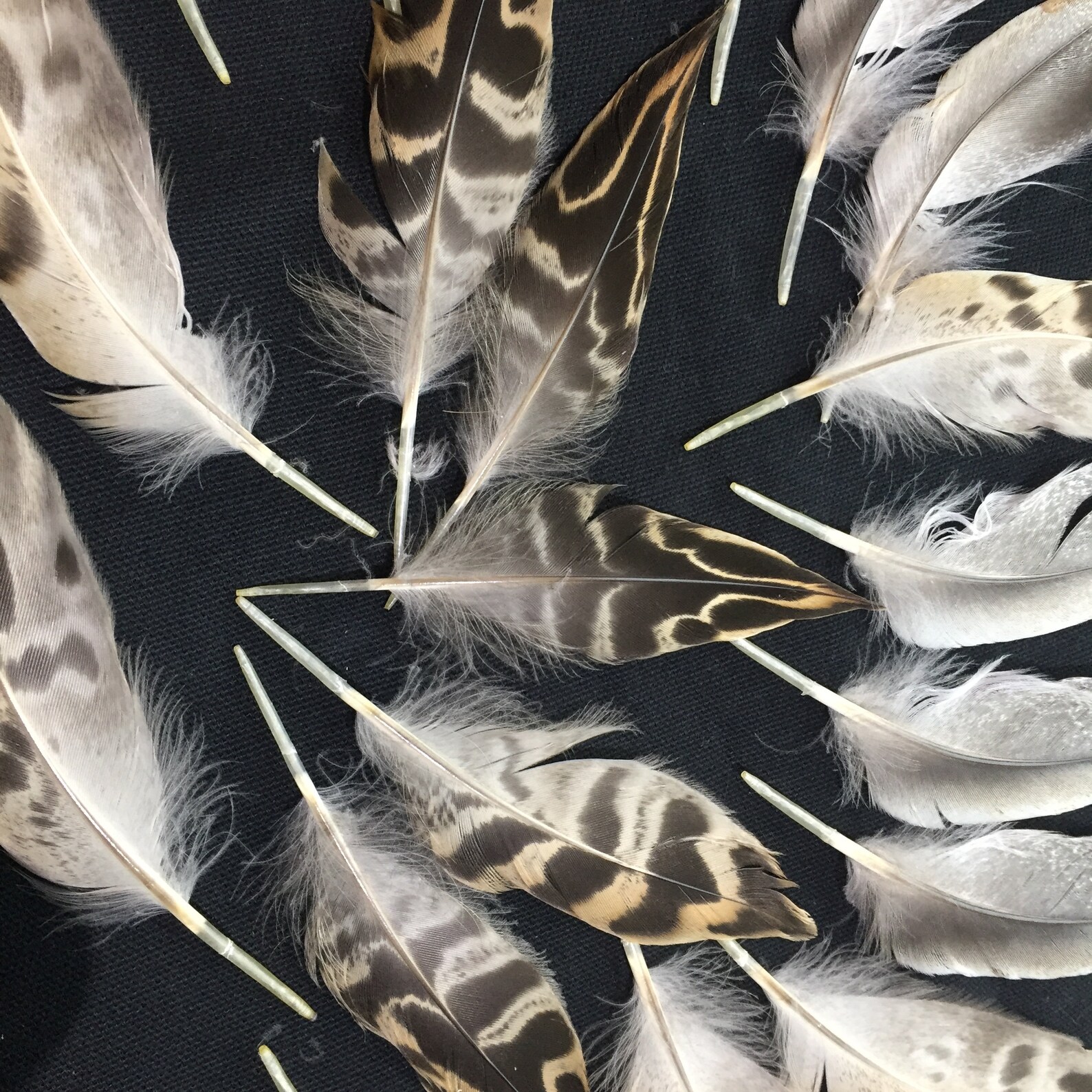 20 Wild Duck Feathers Ready for Craftwork | Etsy