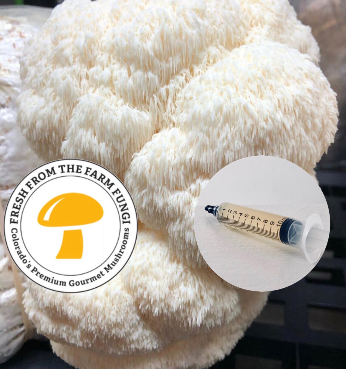 Lions Mane Mushroom Liquid Culture | Etsy