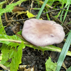 Clitocybe Mushroom Liquid Culture (telluride, CO) - Etsy