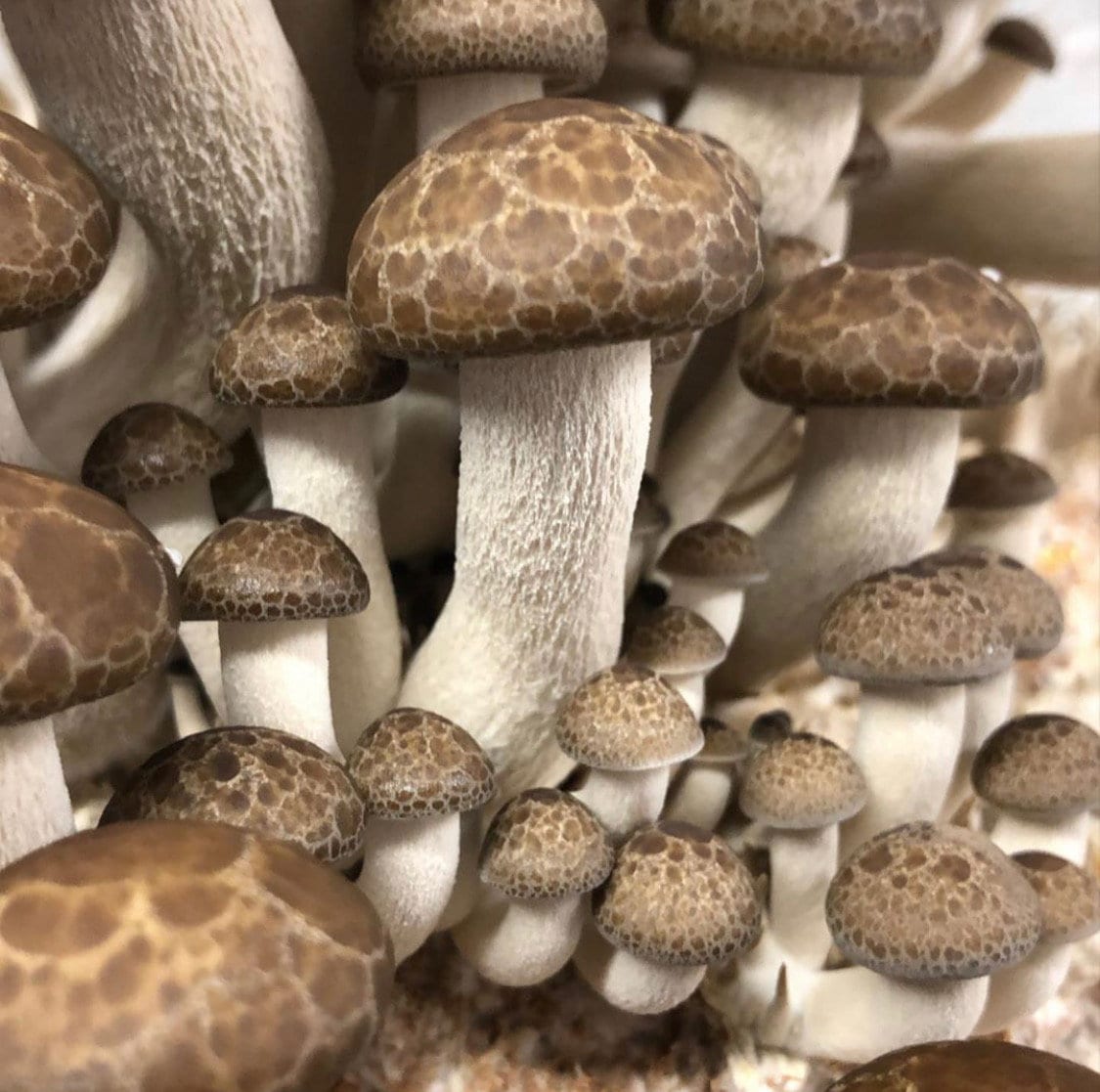 Turtle Shell Beech Mushroom Liquid Culture - Etsy