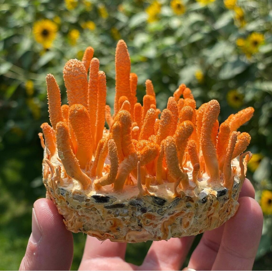Cordyceps Militaris (FAT BLOB ISOLATE) Pilz Flüssigkultur - Etsy.de