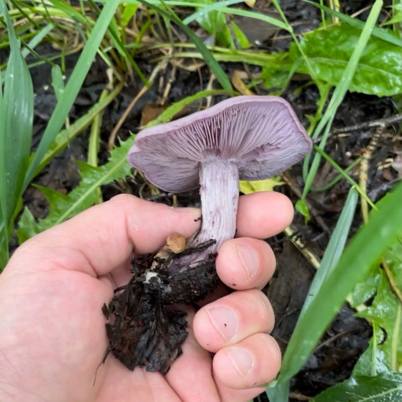 Clitocybe Mushroom Liquid Culture telluride CO - Etsy