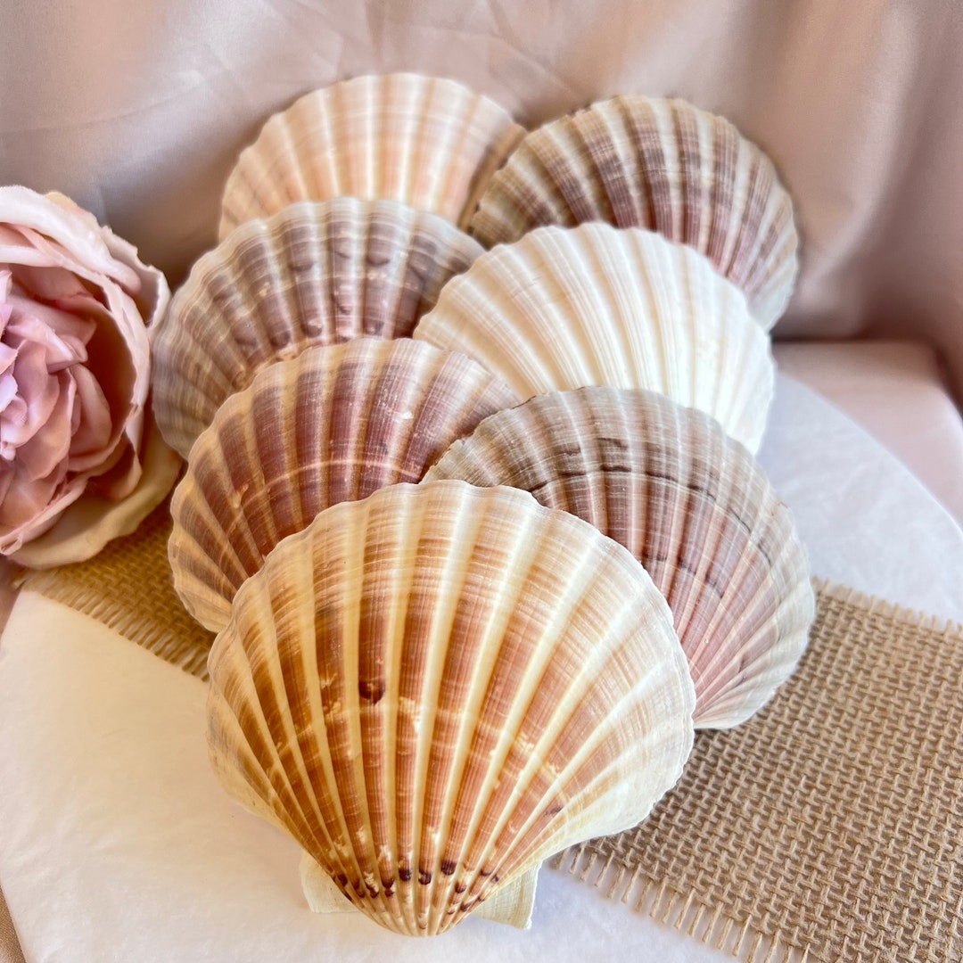 Extra Large Scallop Shell – Tasmanian Smudging, Decor Altar Piece - Etsy