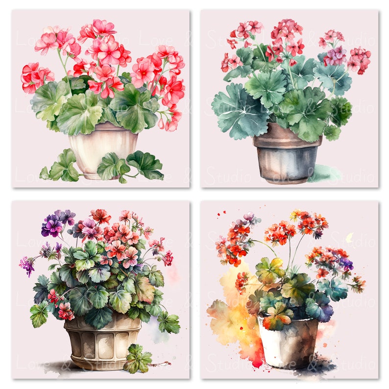 25 Geranium Clipart. Red Geranium Flowers Watercolor Illustration. High ...