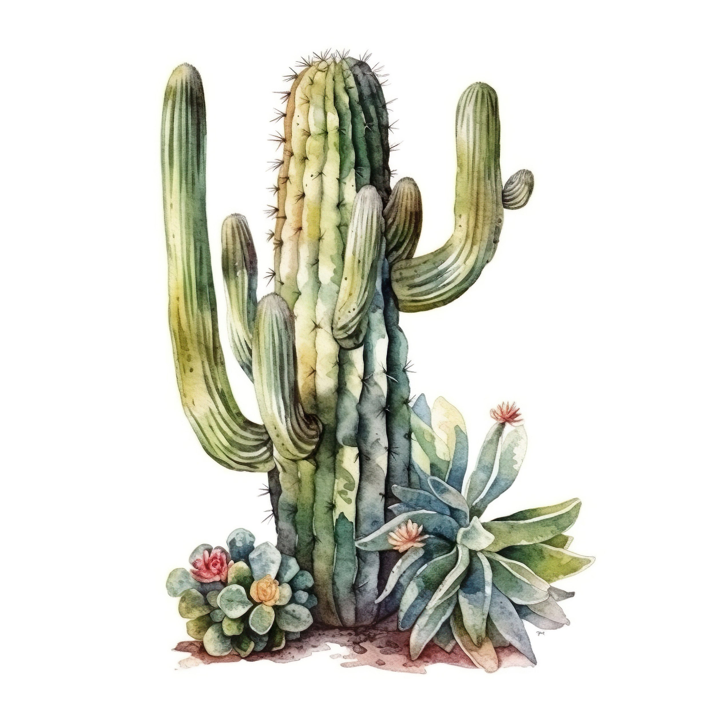 25 Watercolor Catus Clipart. High Quality Jpgs, Digital Download, Free ...
