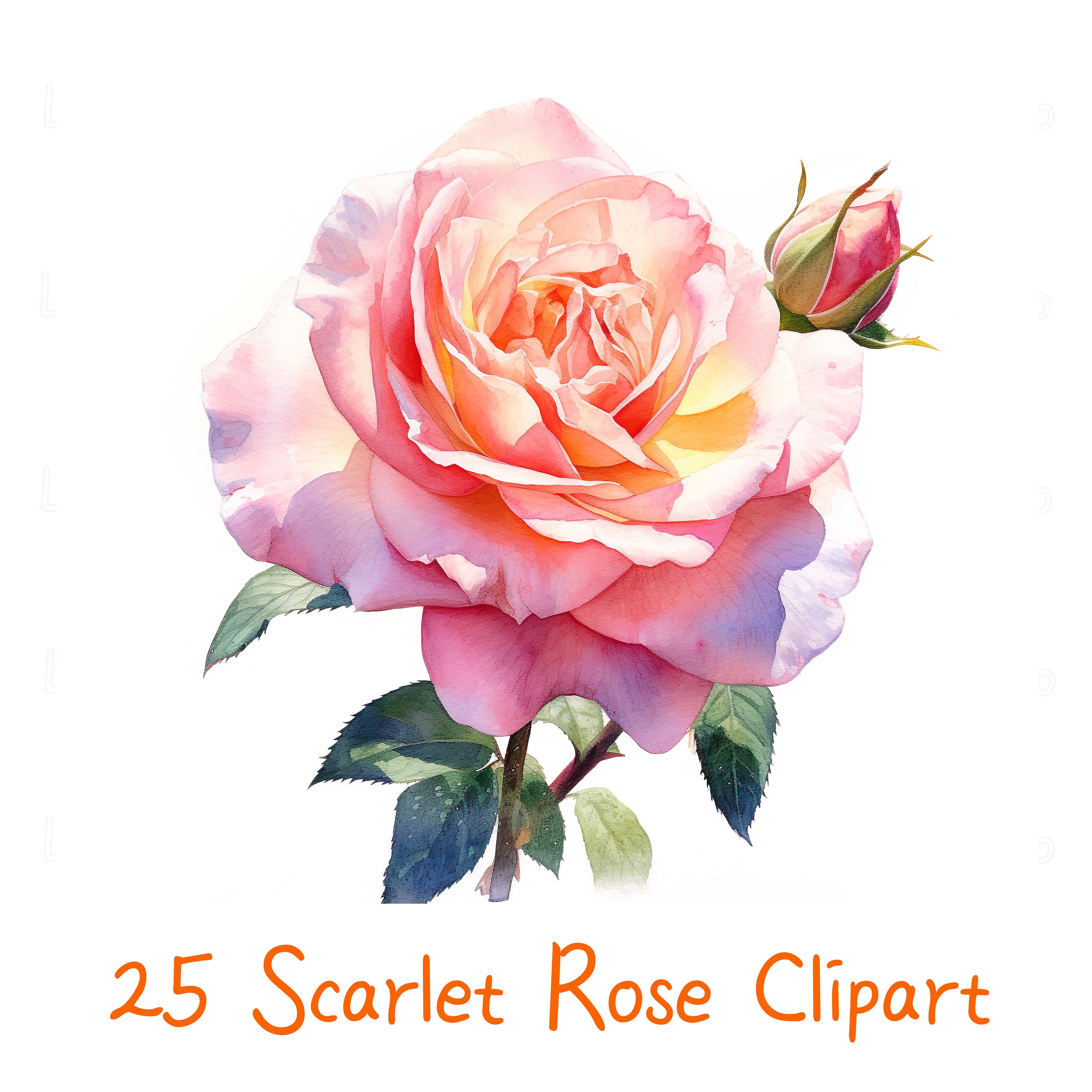 100 Rose Clipart Bundle. Digital Floral Watercolor Illustration ...