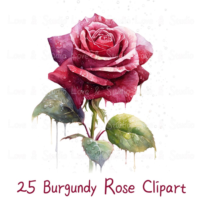 25 Burgundy Rose Clipart. Digital Floral Watercolor Illustration ...