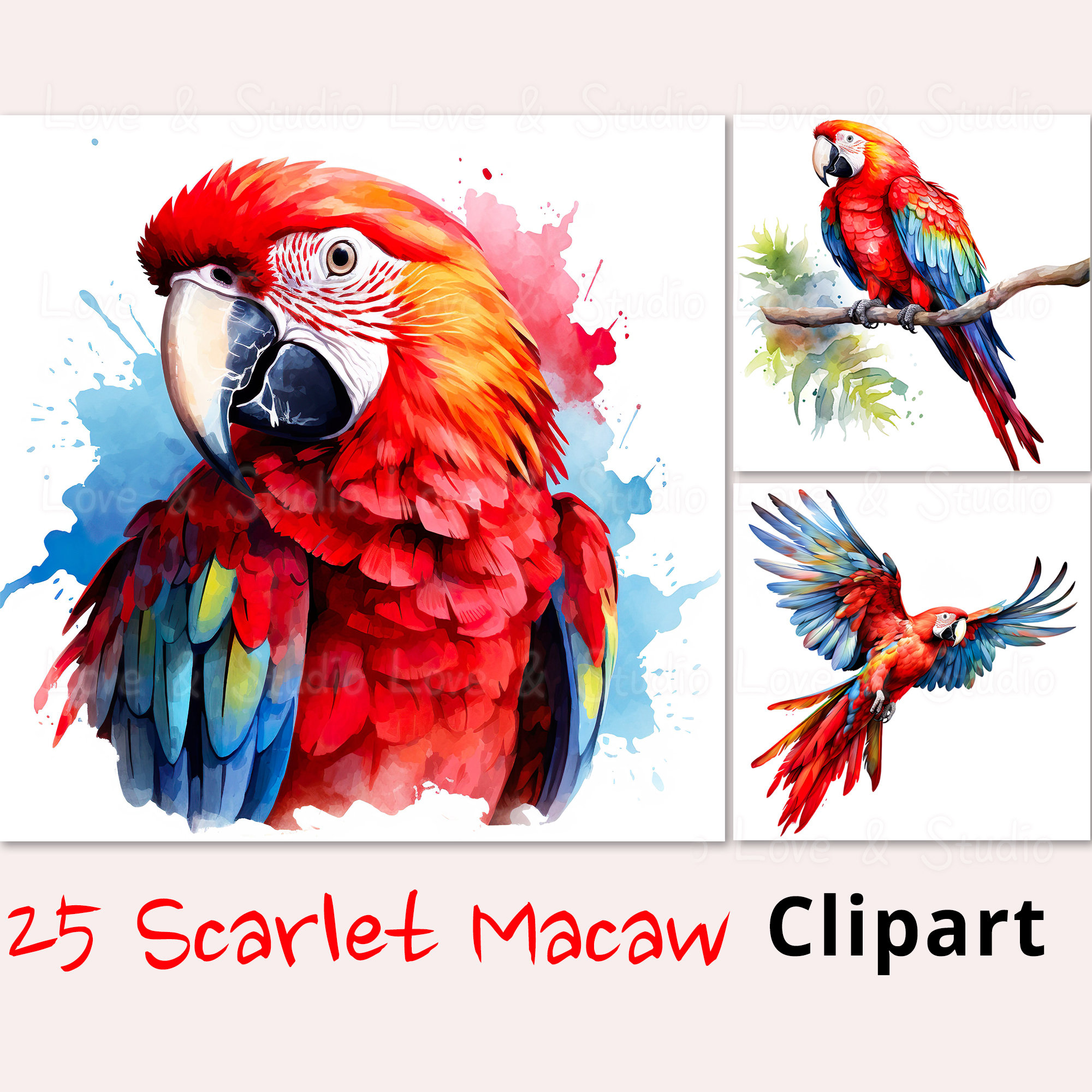 25 Scarlet Macaw Watercolor Clipart, Printable Bird Bundle Pack, High ...