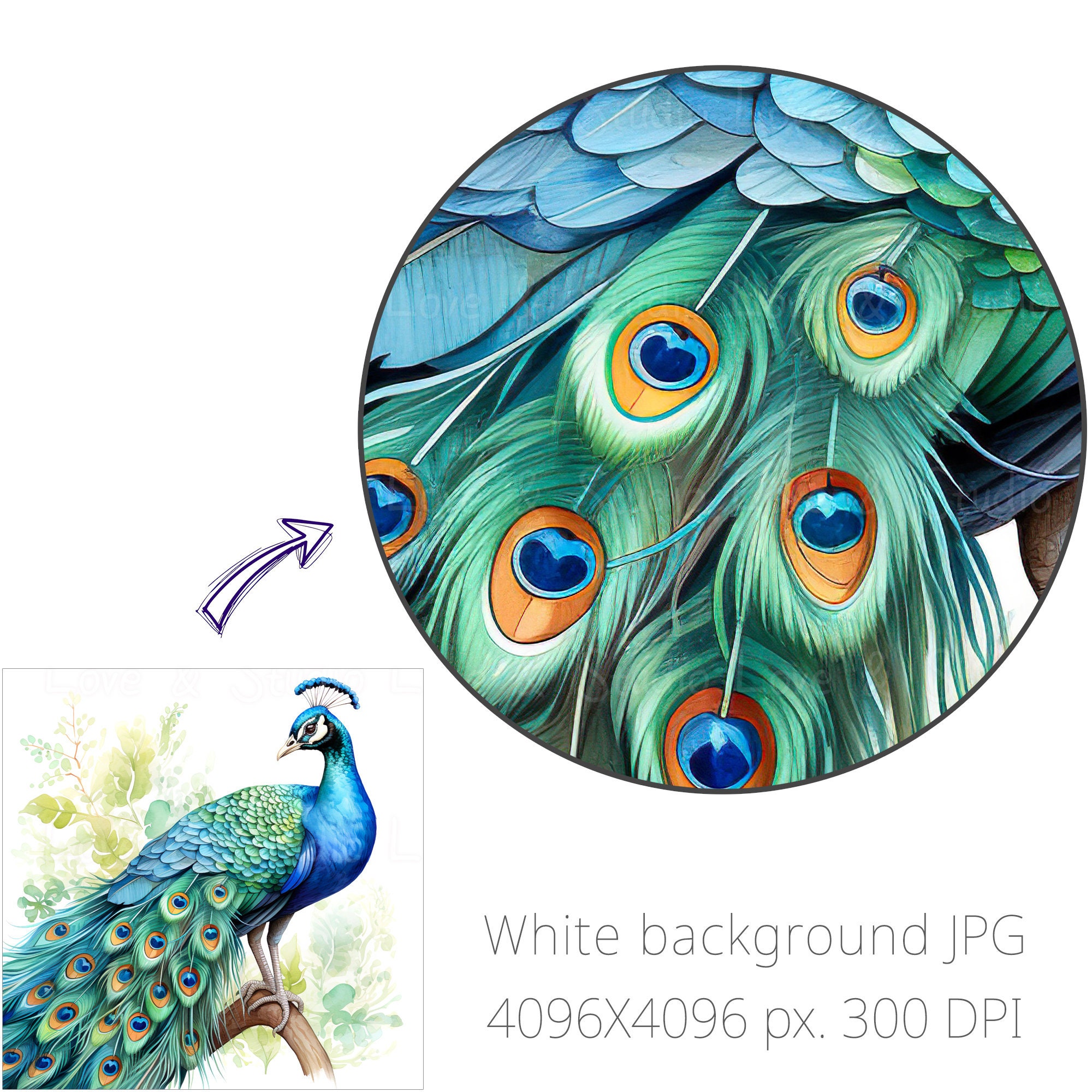 25 Peacock Watercolor Clipart, Printable Bird Bundle Pack, High Quality ...