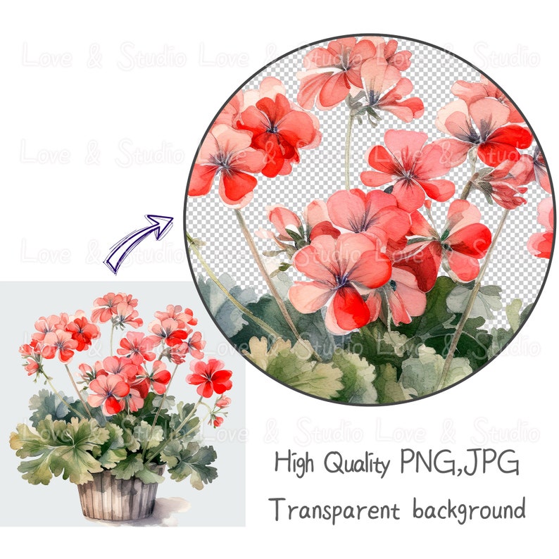 25 Geranium Clipart. Red Geranium Flowers Watercolor Illustration. High ...