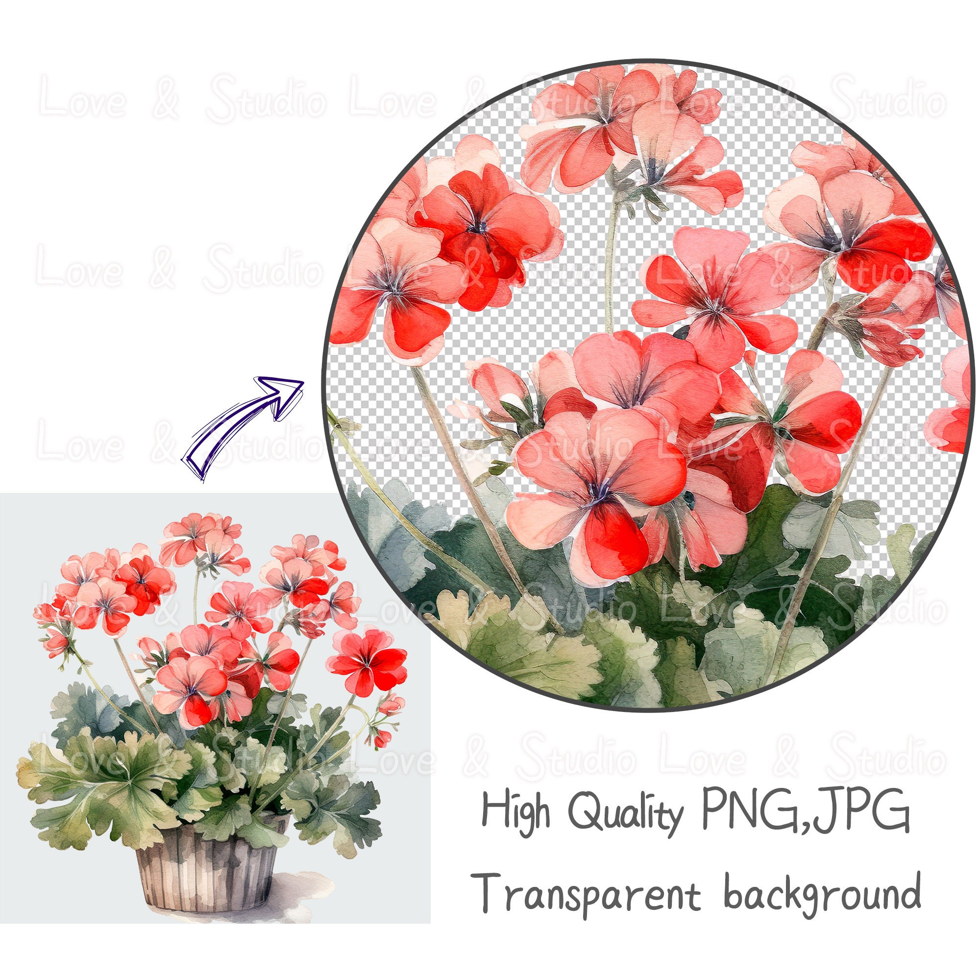25 Geranium Clipart. Red Geranium Flowers Watercolor Illustration. High ...