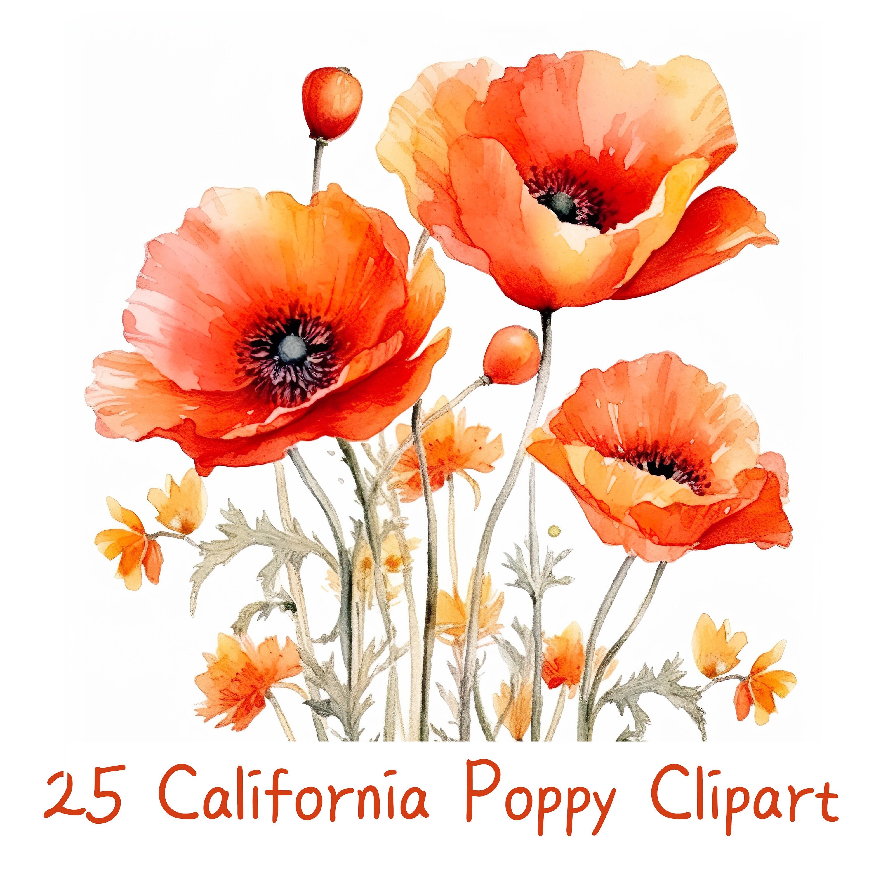 25 California Poppy Clipart.a Flower Basket, Wildflower in a Vase ...
