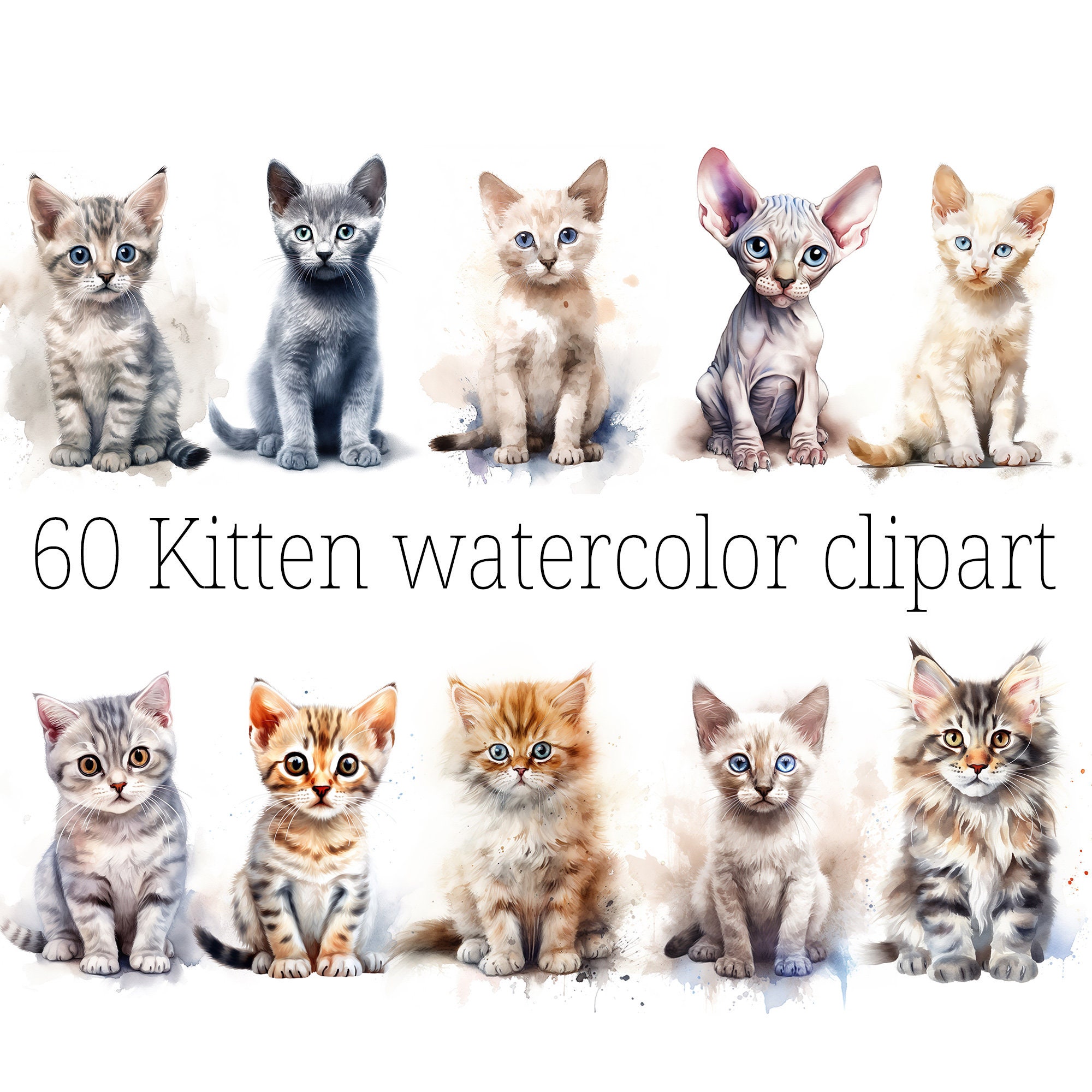 60 Kitten Watercolor Portrait Clipart 30 Cat Breeds High - Etsy