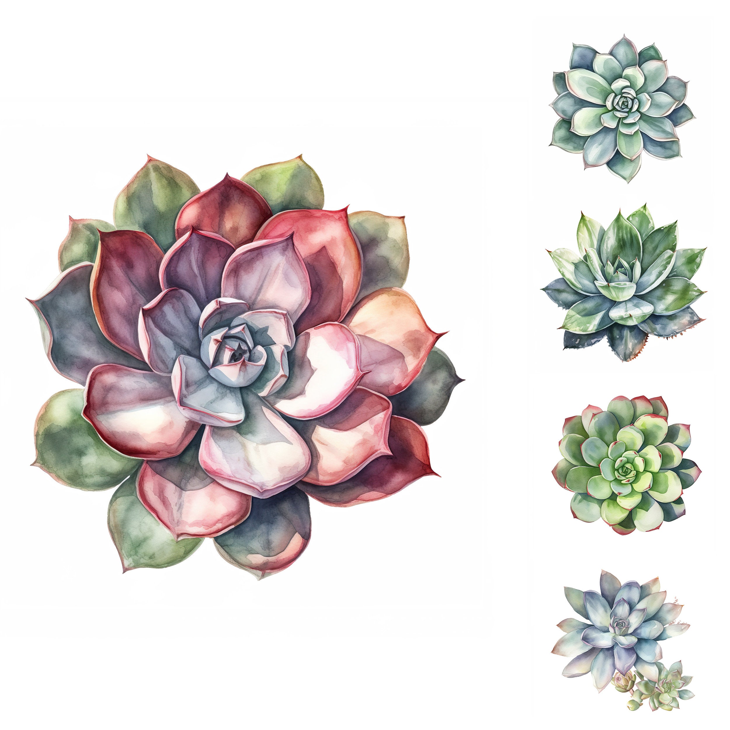25 Watercolor Succulent Clipart. High Quality Jpgs, Digital Download ...