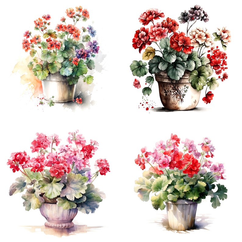25 Geranium Clipart. Red Geranium Flowers Watercolor Illustration. High ...