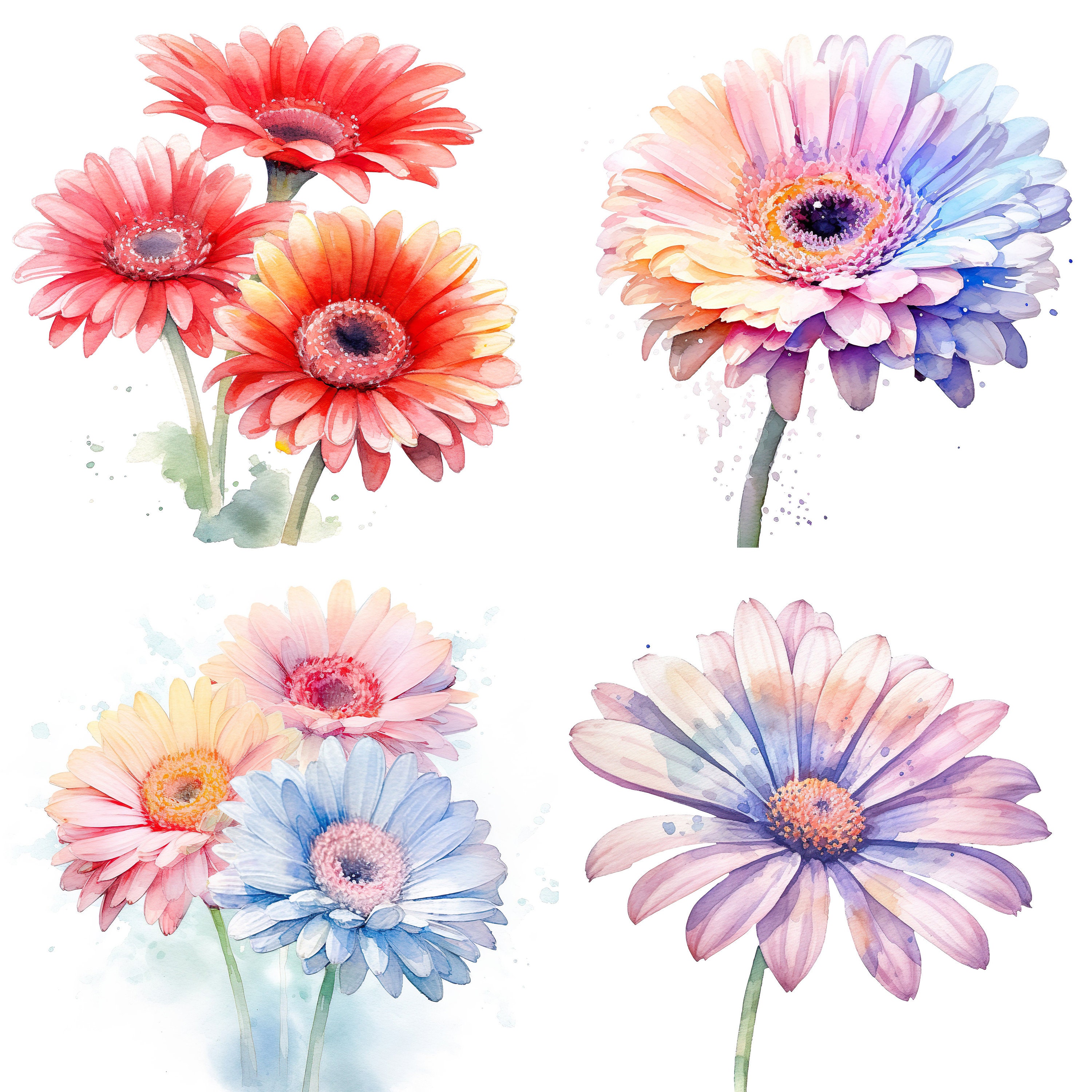 25 Pastel Daisy Clipart. Digital Floral Watercolor Illustration. Spring ...