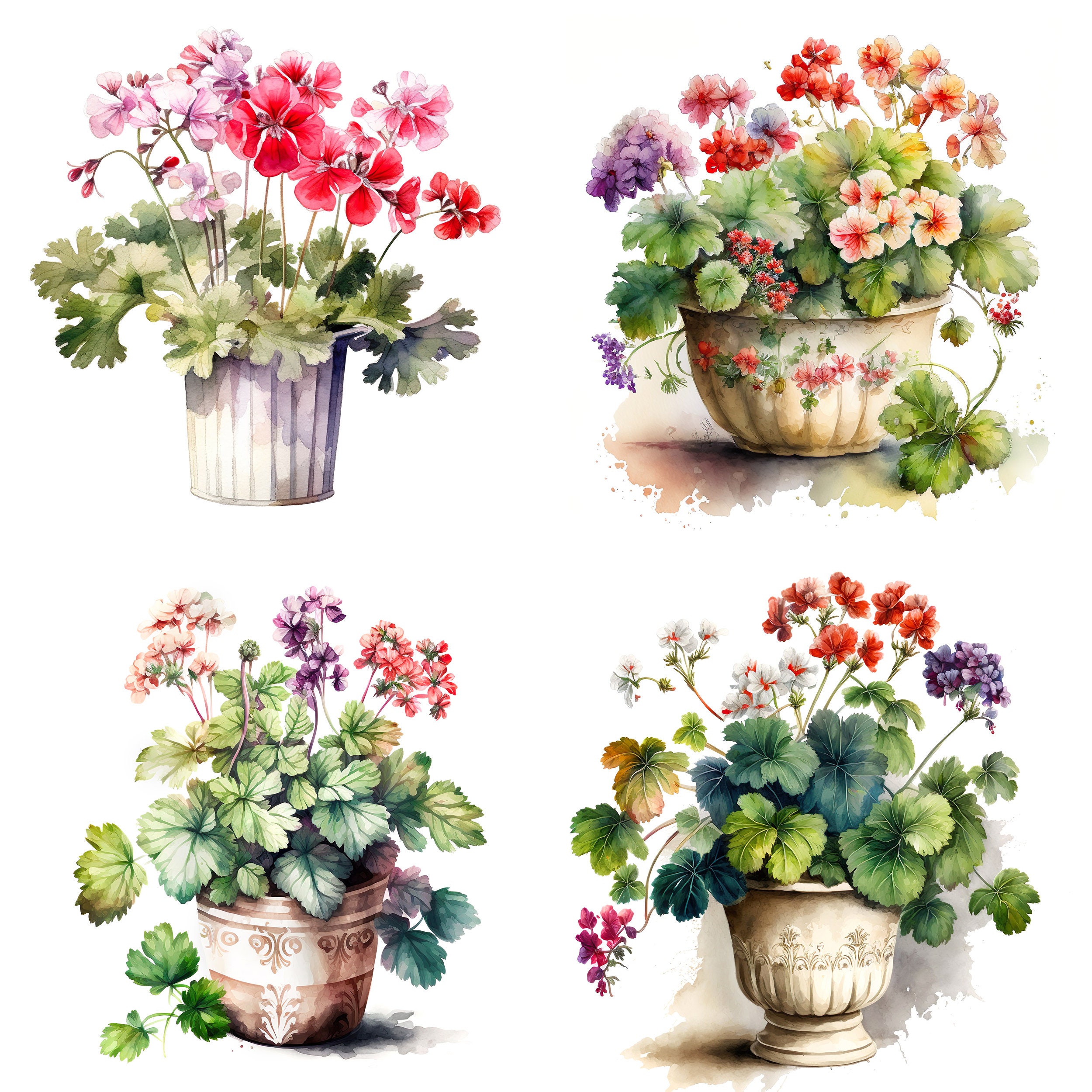 25 Geranium Clipart. Red Geranium Flowers Watercolor Illustration. High ...