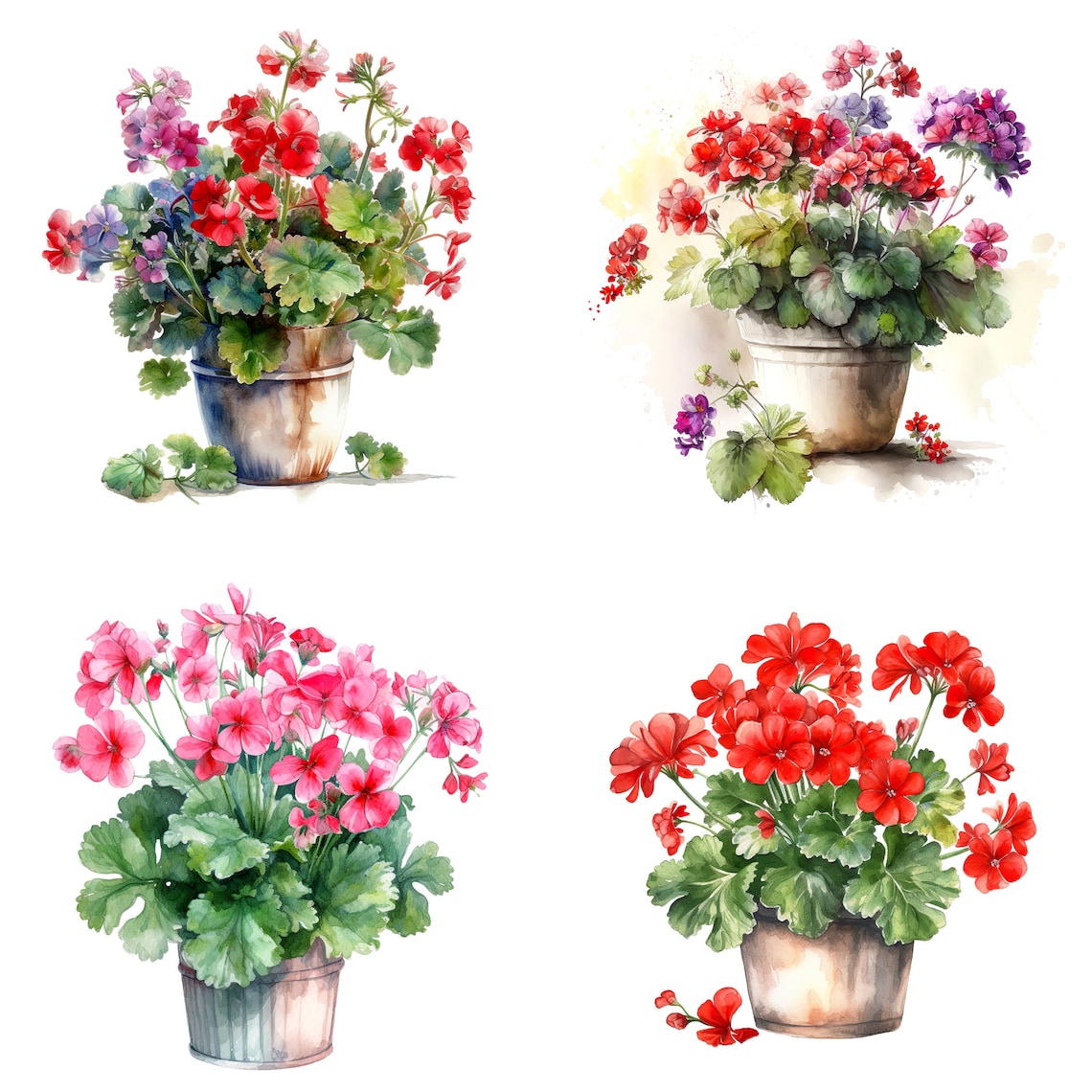 25 Geranium Clipart. Red Geranium Flowers Watercolor Illustration. High ...