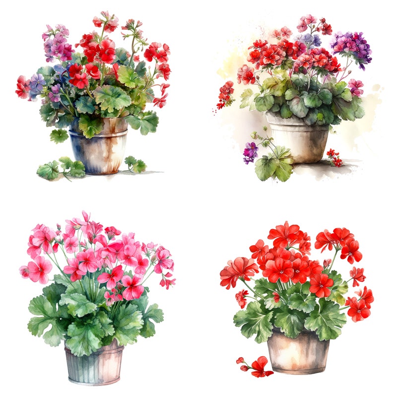25 Geranium Clipart. Red Geranium Flowers Watercolor - Etsy