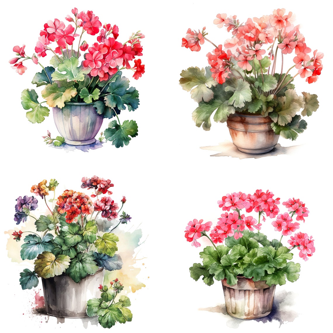 25 Geranium Clipart. Red Geranium Flowers Watercolor - Etsy