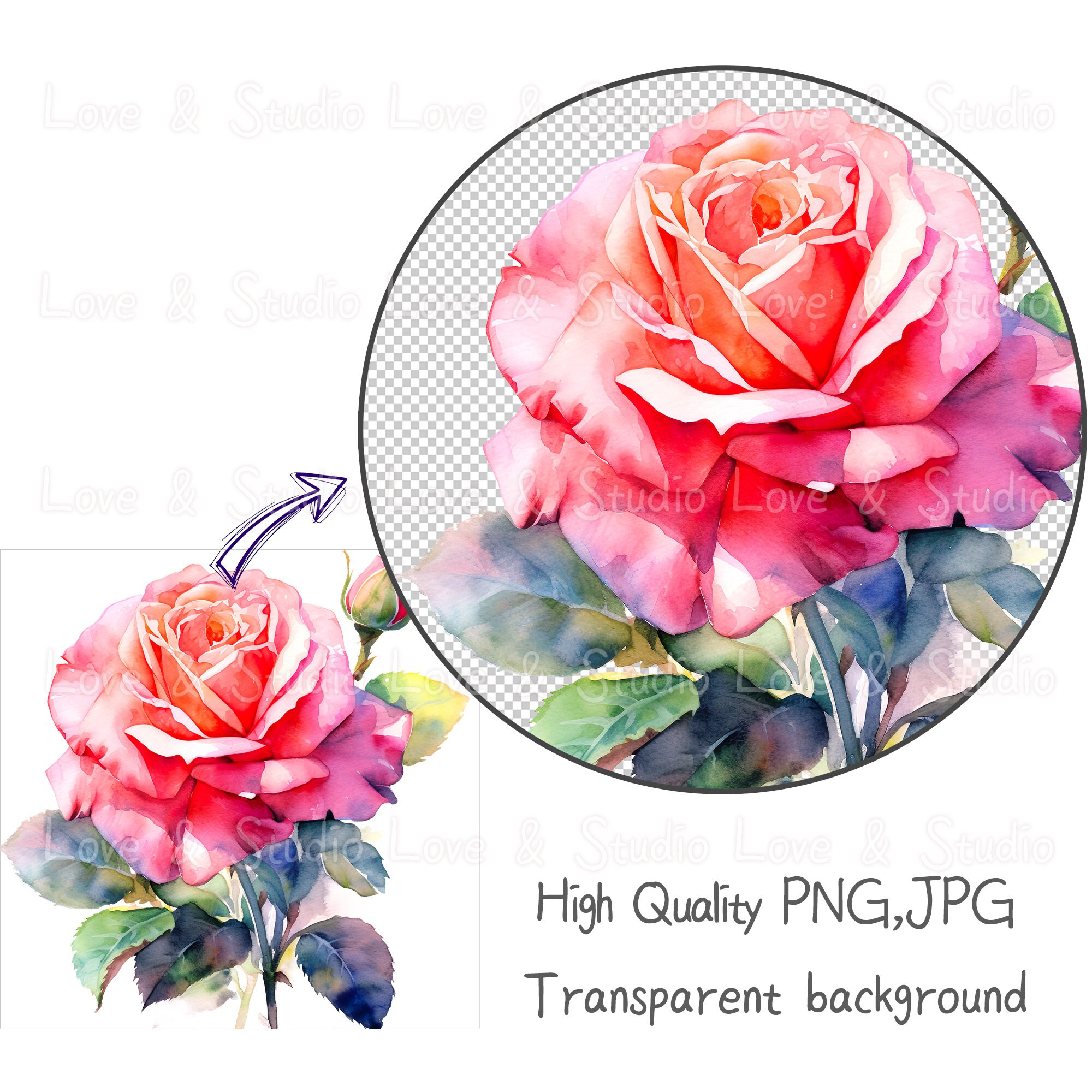 25 Rose Clipart. Digital Floral Watercolor Illustration. Transparent ...