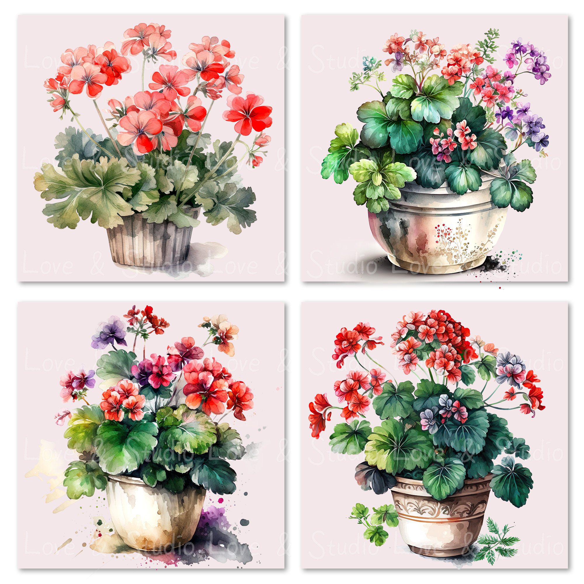 25 Geranium Clipart. Red Geranium Flowers Watercolor Illustration. High ...