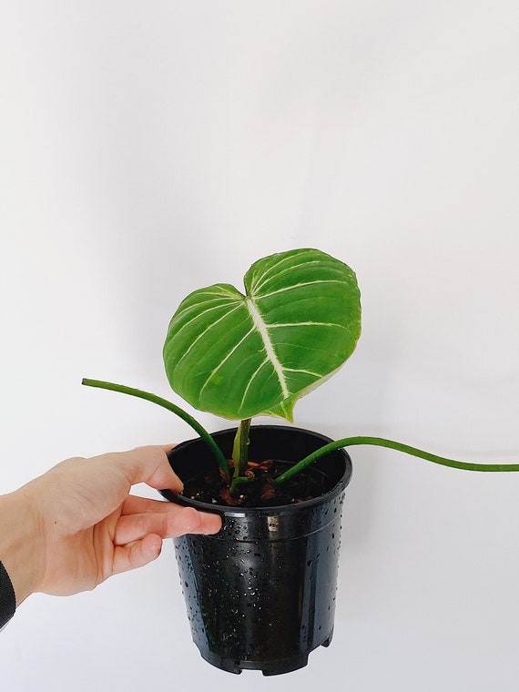 US Seller***Philodendron Gloriosum small plant Rare Plant Variegated ...