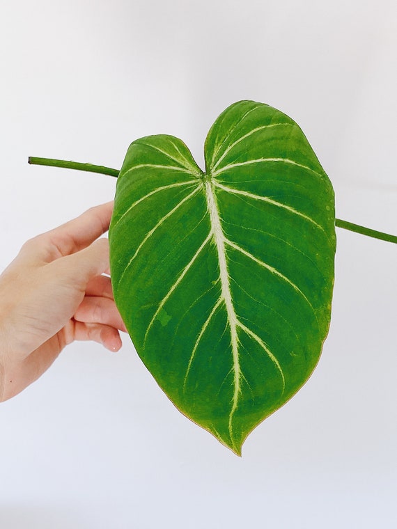 US Seller***Philodendron Gloriosum small plant Rare Plant Variegated ...