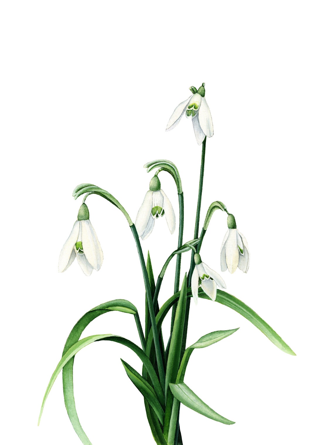 Snowdrops Art Print Spring Florals Collection Watercolor - Etsy