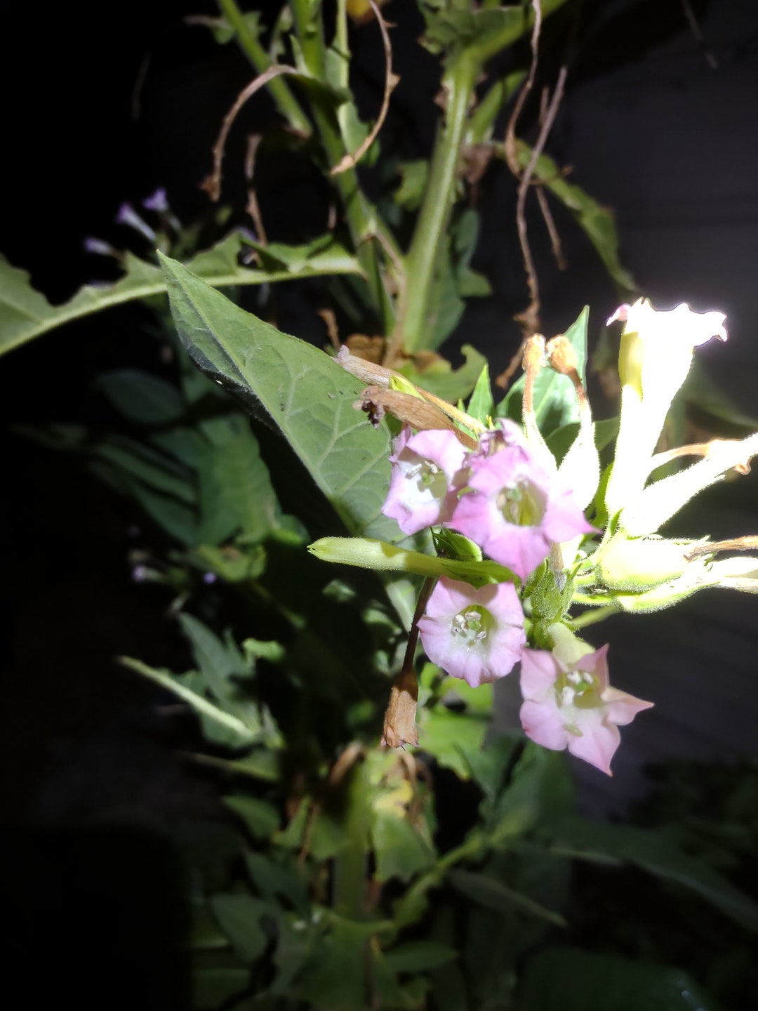 LOUISIANA PERIQUE TOBACCO Nicotiana Tabacum 150 Seeds 2022 Harvest ...