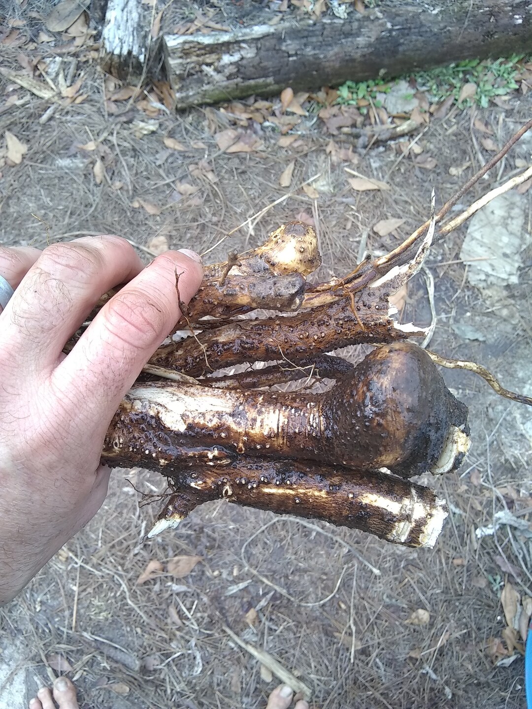 Sassafras Root! 5oz Harvested to Order. Limited Supply, Clean Source ...