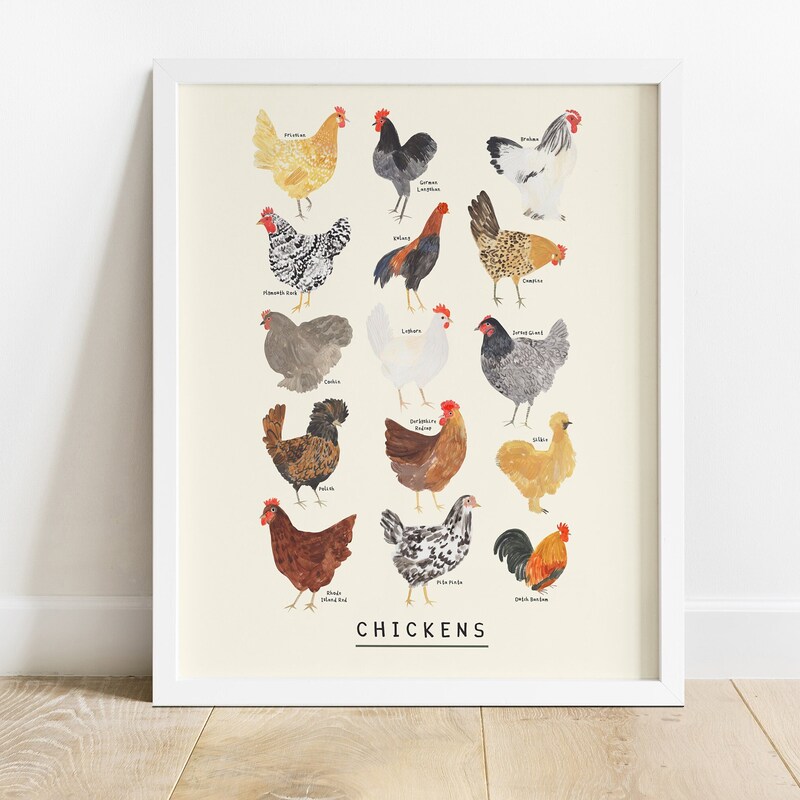 Chicken Breeds Poster - Etsy