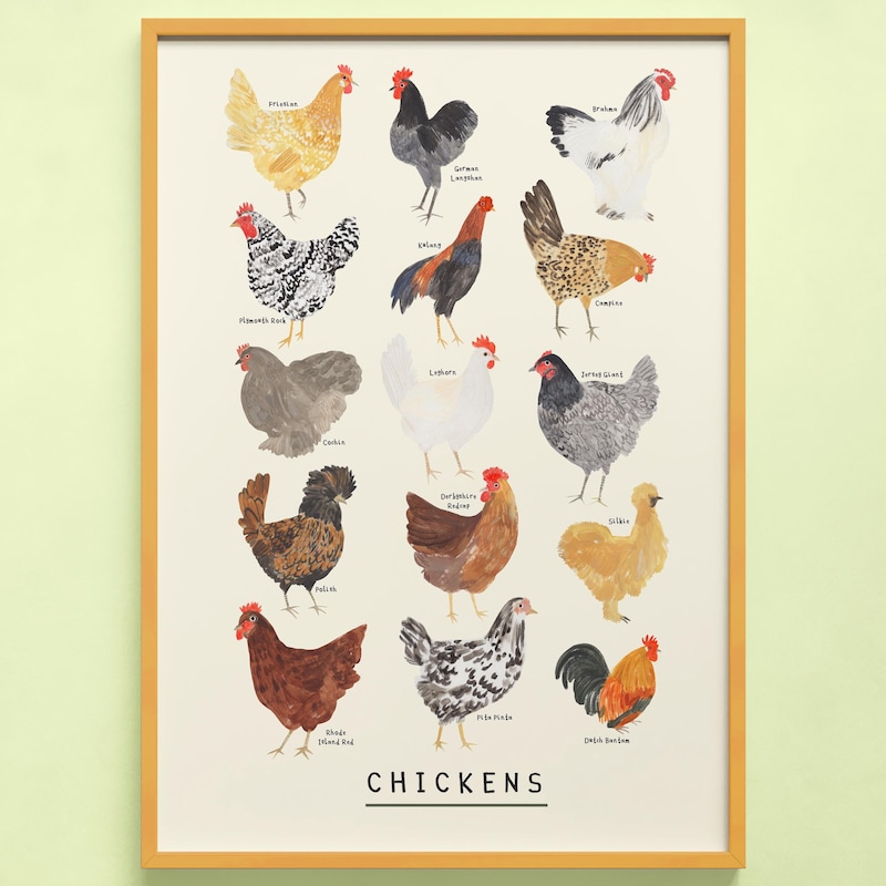 Poster of Chicken Types - Etsy UK