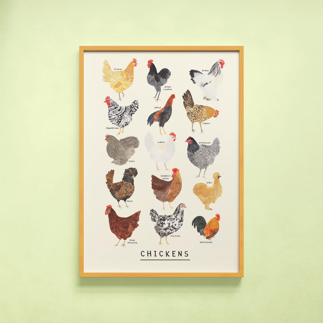 Chickens Type Print | Chicken Identification Breeds Hen Cockerel Chicks ...