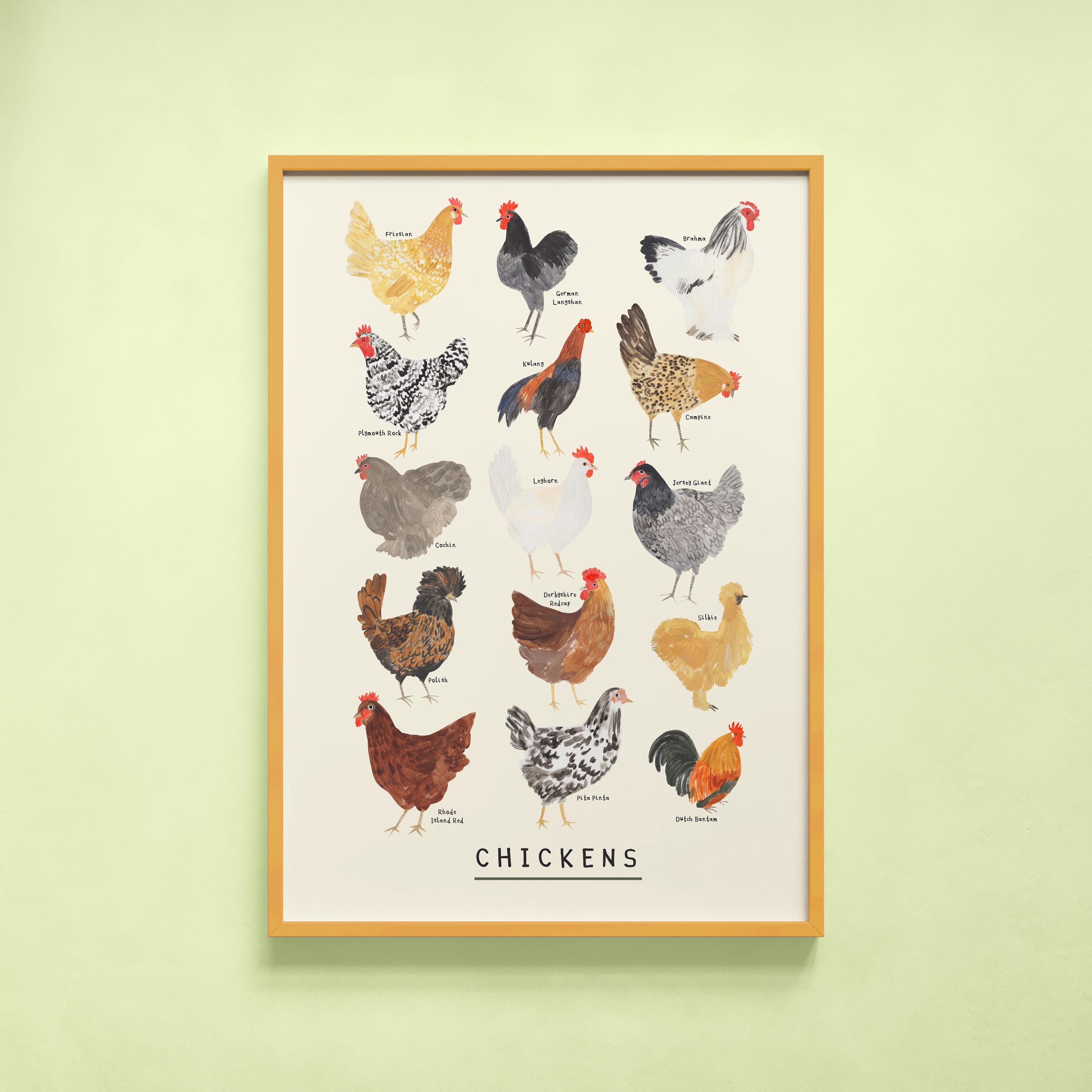 Chickens Type Print | Chicken Identification Breeds Hen Cockerel Chicks ...