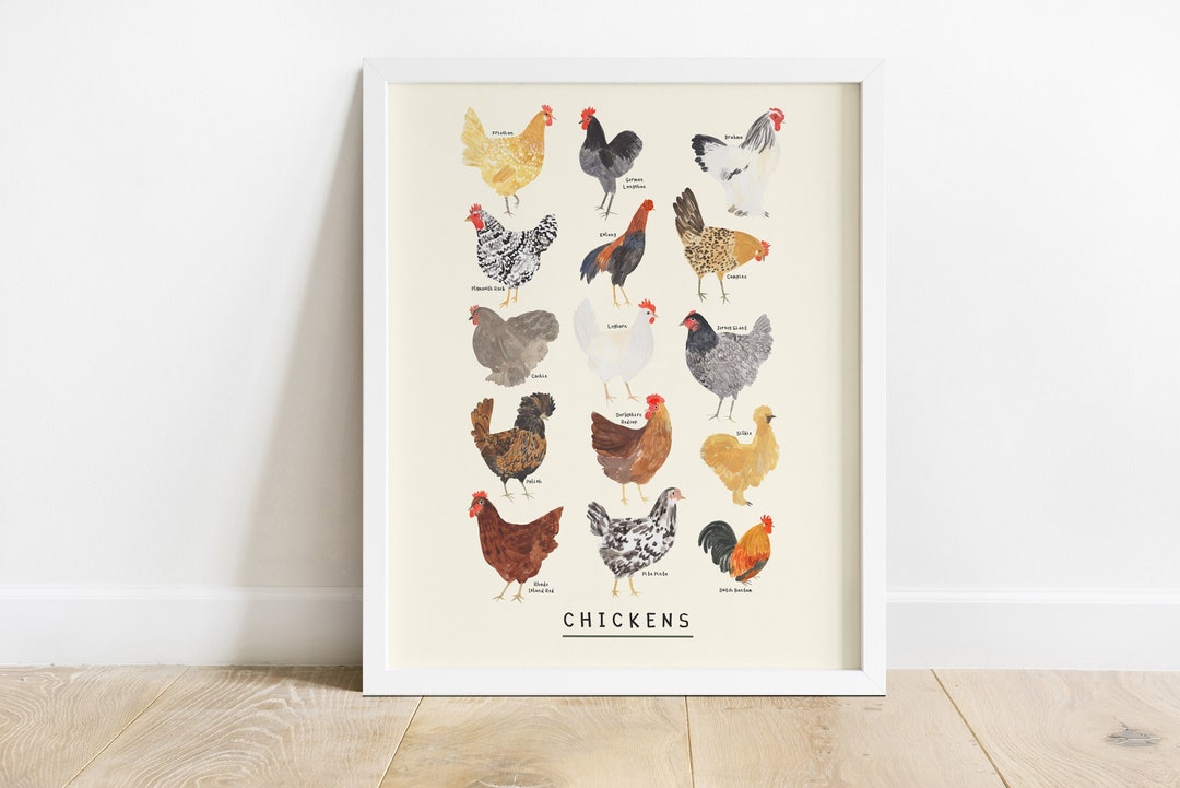 Chickens Type Print | Chicken Identification Breeds Hen Cockerel Chicks ...