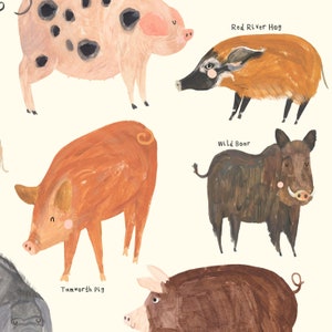 Pig Type Print | Pigs Identification Farm Breed Piggy Oink Minipig Pot ...