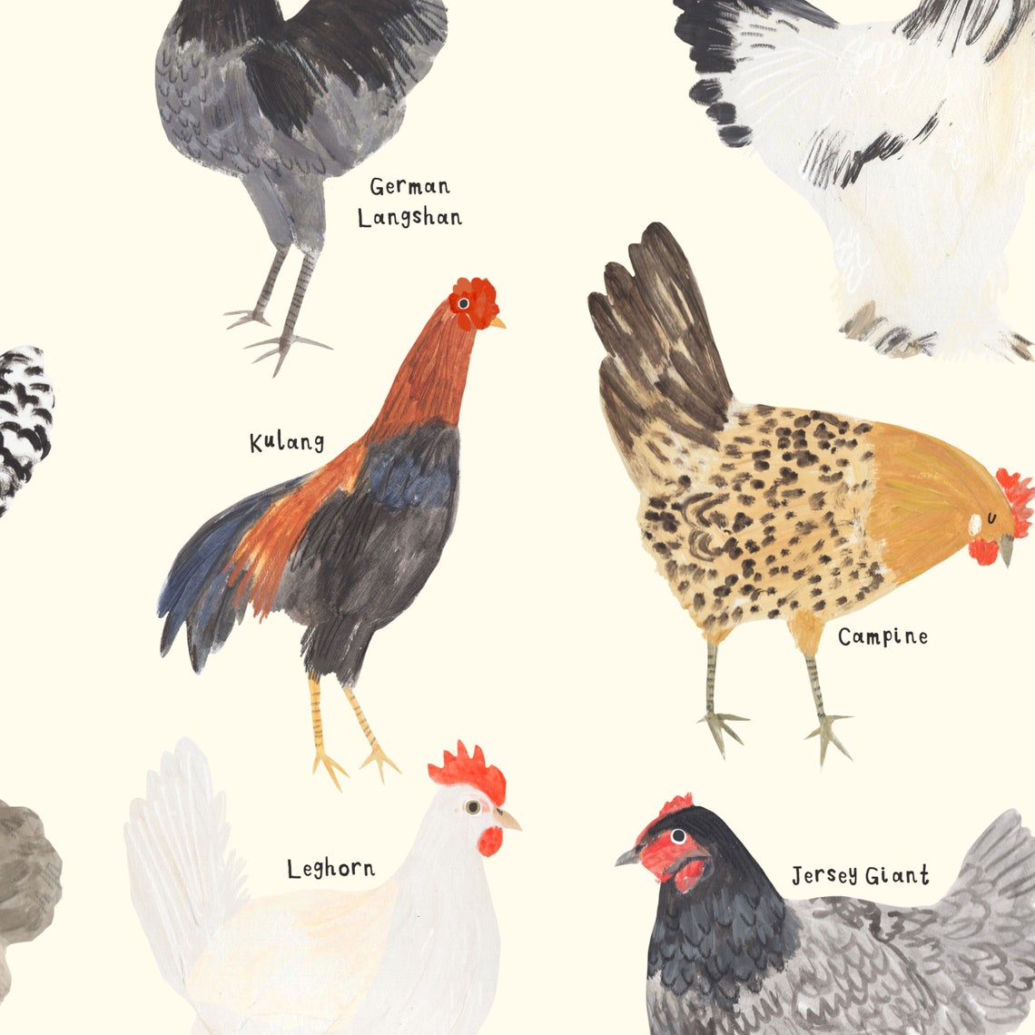 Chickens Type Print | Chicken Identification Breeds Hen Cockerel Chicks ...