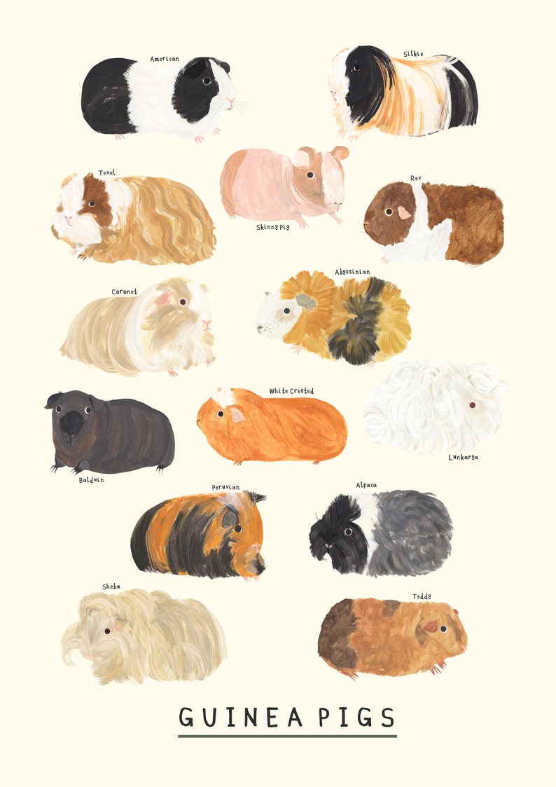 Guinea Pig Type Print Cavies Pigs Identification Poster - Etsy